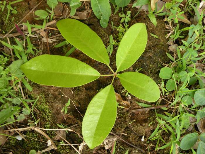 roble nativo | Biodiversidad de Puerto Rico