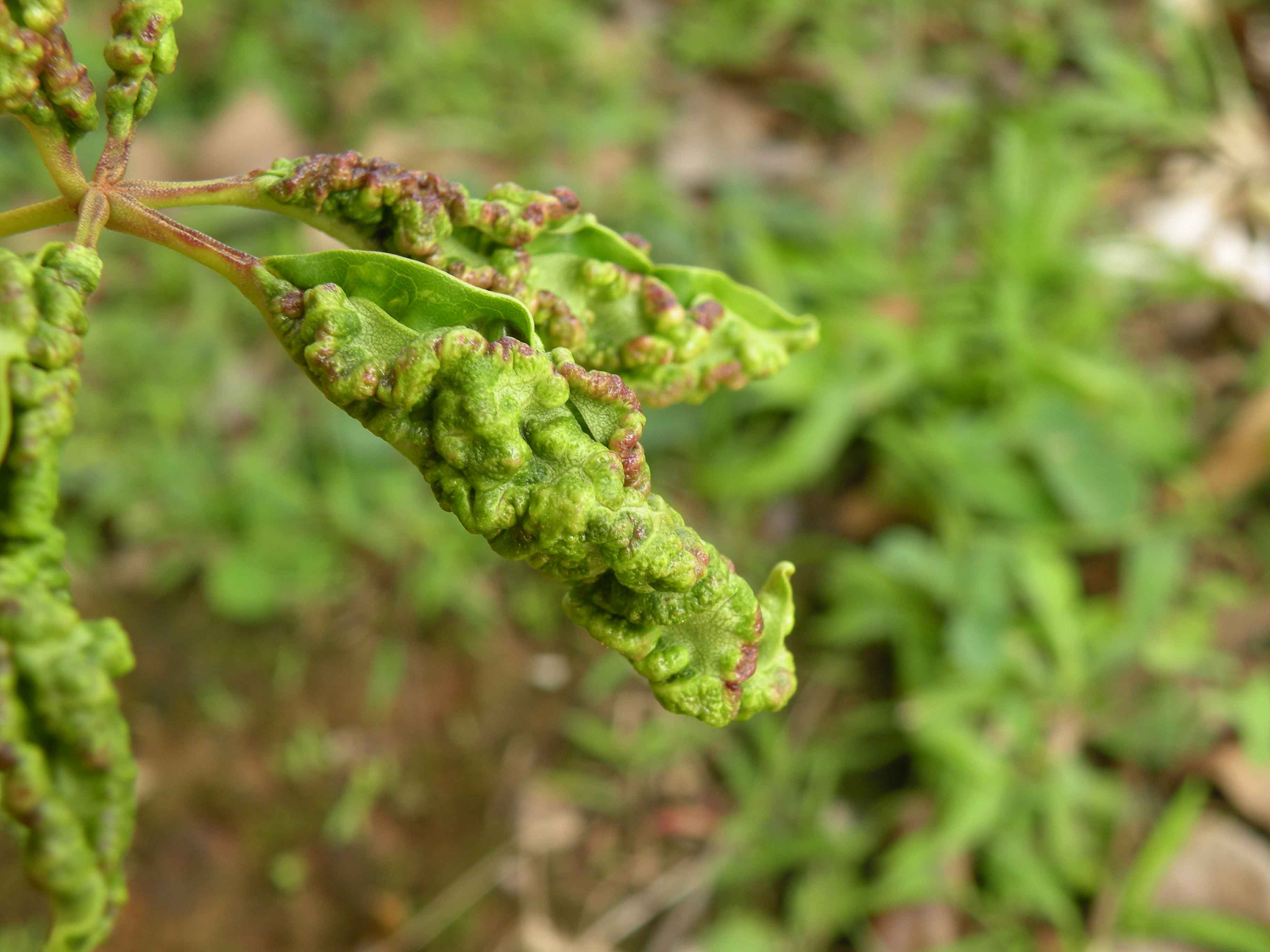 roble nativo | Biodiversidad de Puerto Rico