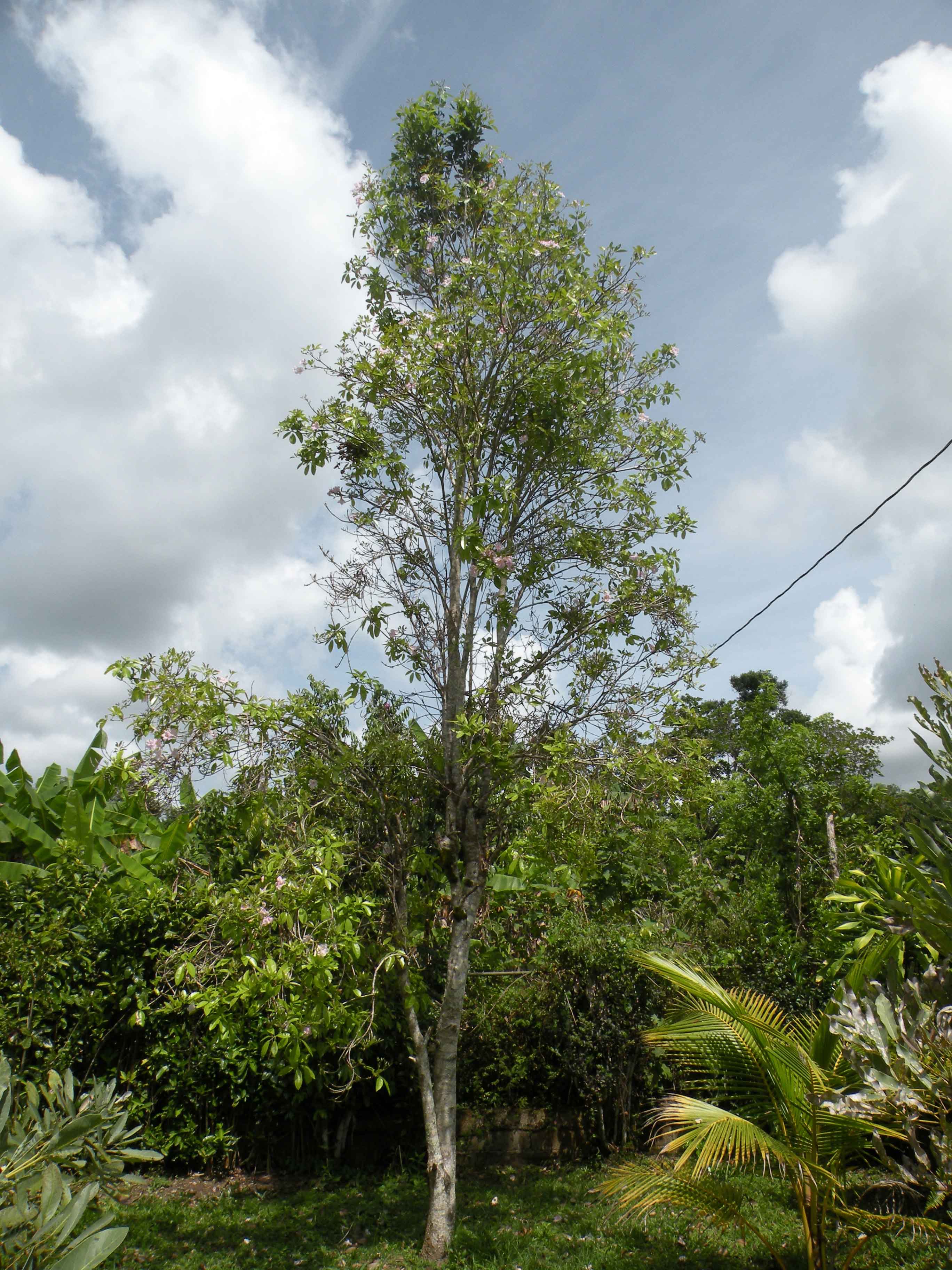 roble nativo | Biodiversidad de Puerto Rico