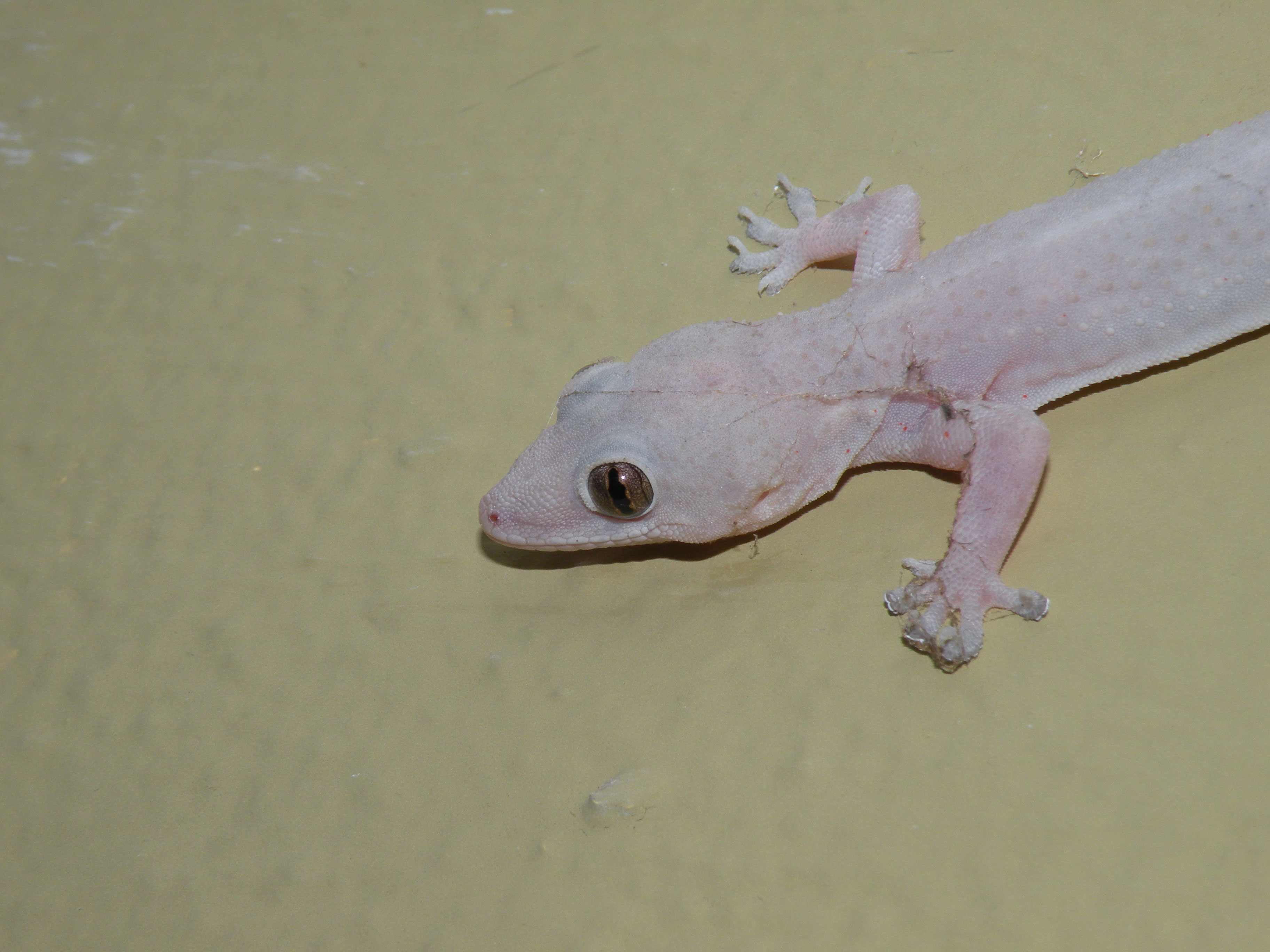 ¿Salamandras? | Biodiversidad de Puerto Rico
