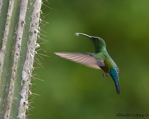 colibrí | Biodiversidad de Puerto Rico
