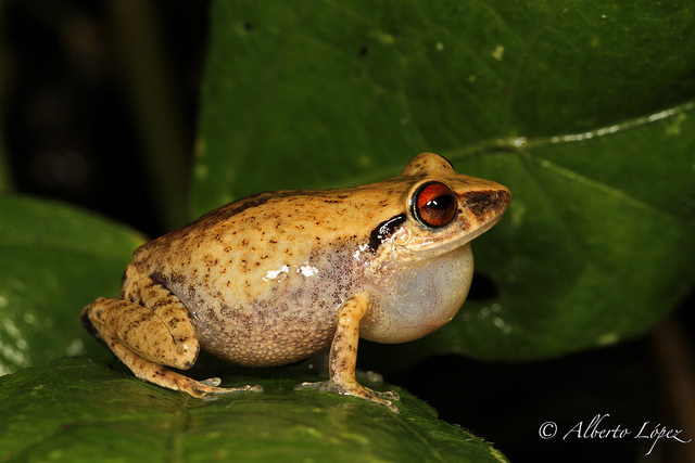 Coquíes | Biodiversidad de Puerto Rico